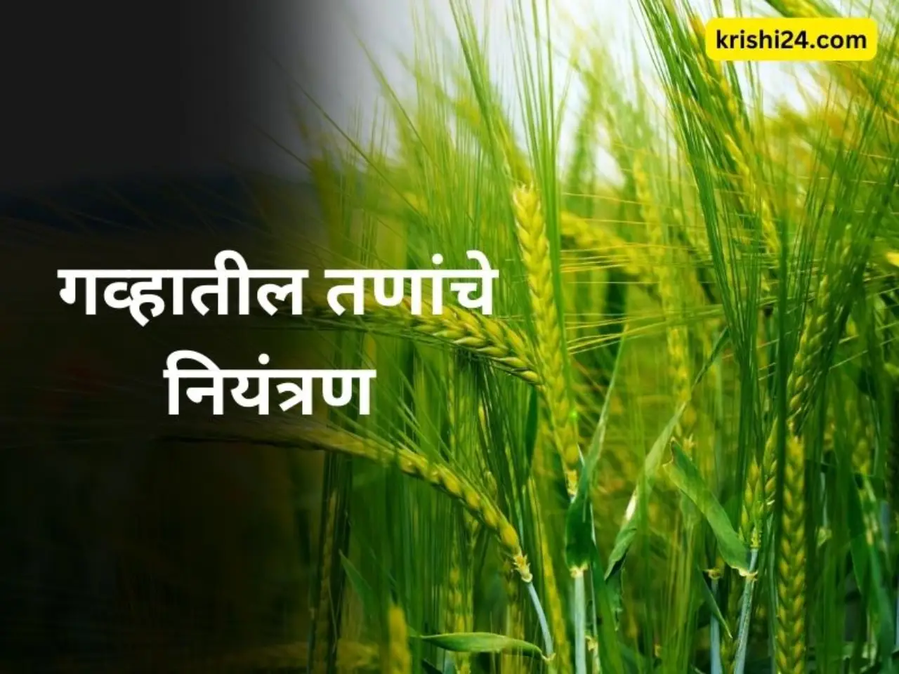 Gahu sheti : गहू तीन आठवड्याचा झालाय, पीकात तणही आलेय, असा करा बंदोबस्त ...